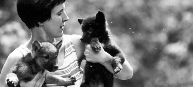 Photo Friday | Wolves-O-Rama - NFB Blog