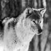Photo Friday | Wolves-O-Rama - NFB Blog