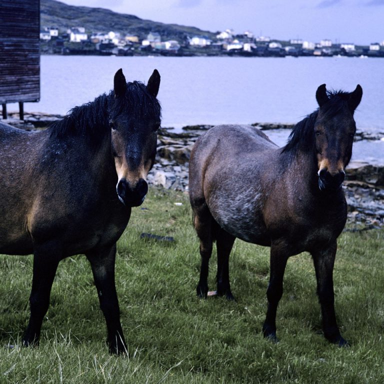 Photo Friday | Colin Low's Fogo Island In Colour - NFB Blog