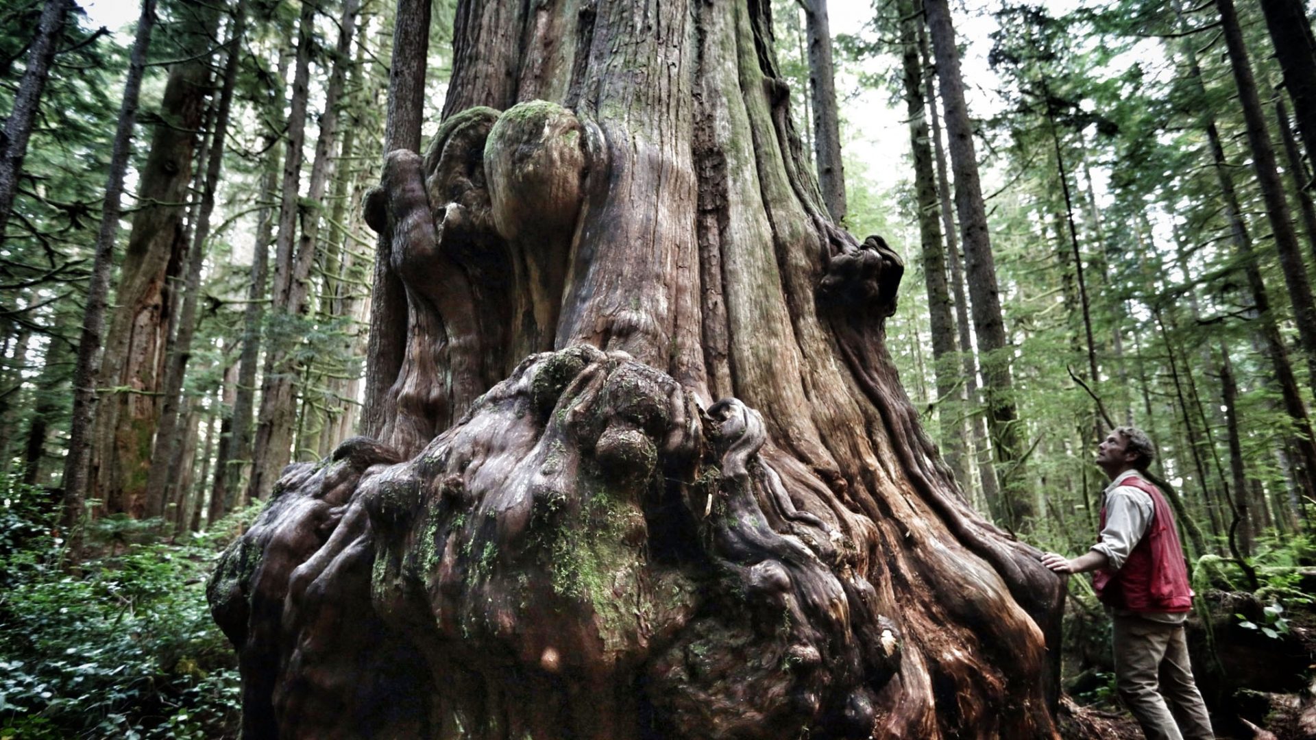 Mini-Lesson for Hadwin’s Judgement - NFB Blog