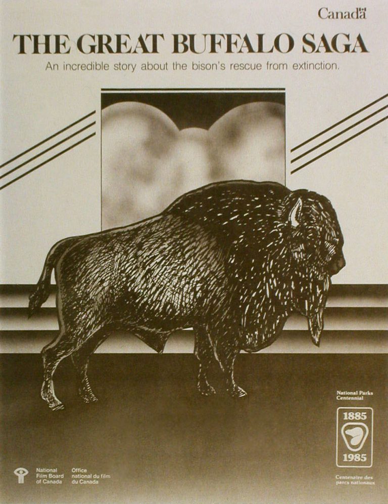 The Troubled History of the North American Bison | Curator’s ...